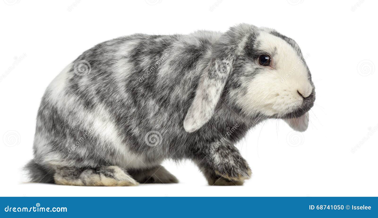 Ram RhÃ¶n Rabbit Isolated on White Stock Photo - Image of studio ...