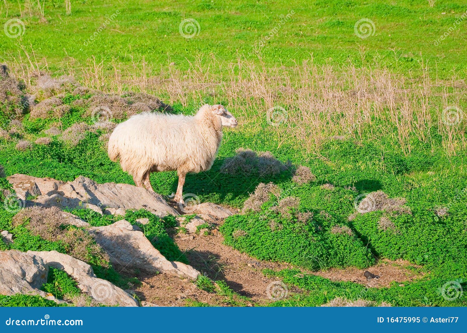 Ram on a Rock in the Green Meadow Stock Image - Image of domestic ...