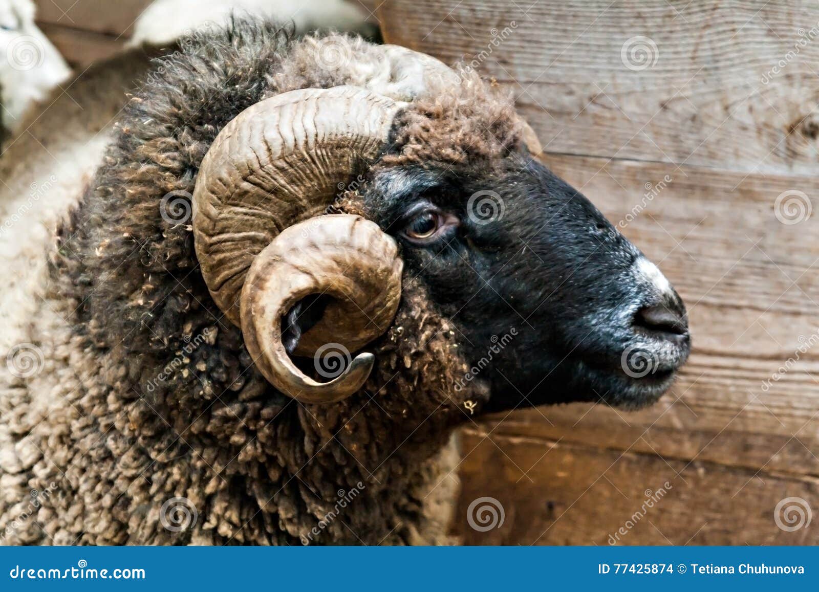 Ram S Head with Large Horns Close Up Stock Photo - Image of fluffy ...