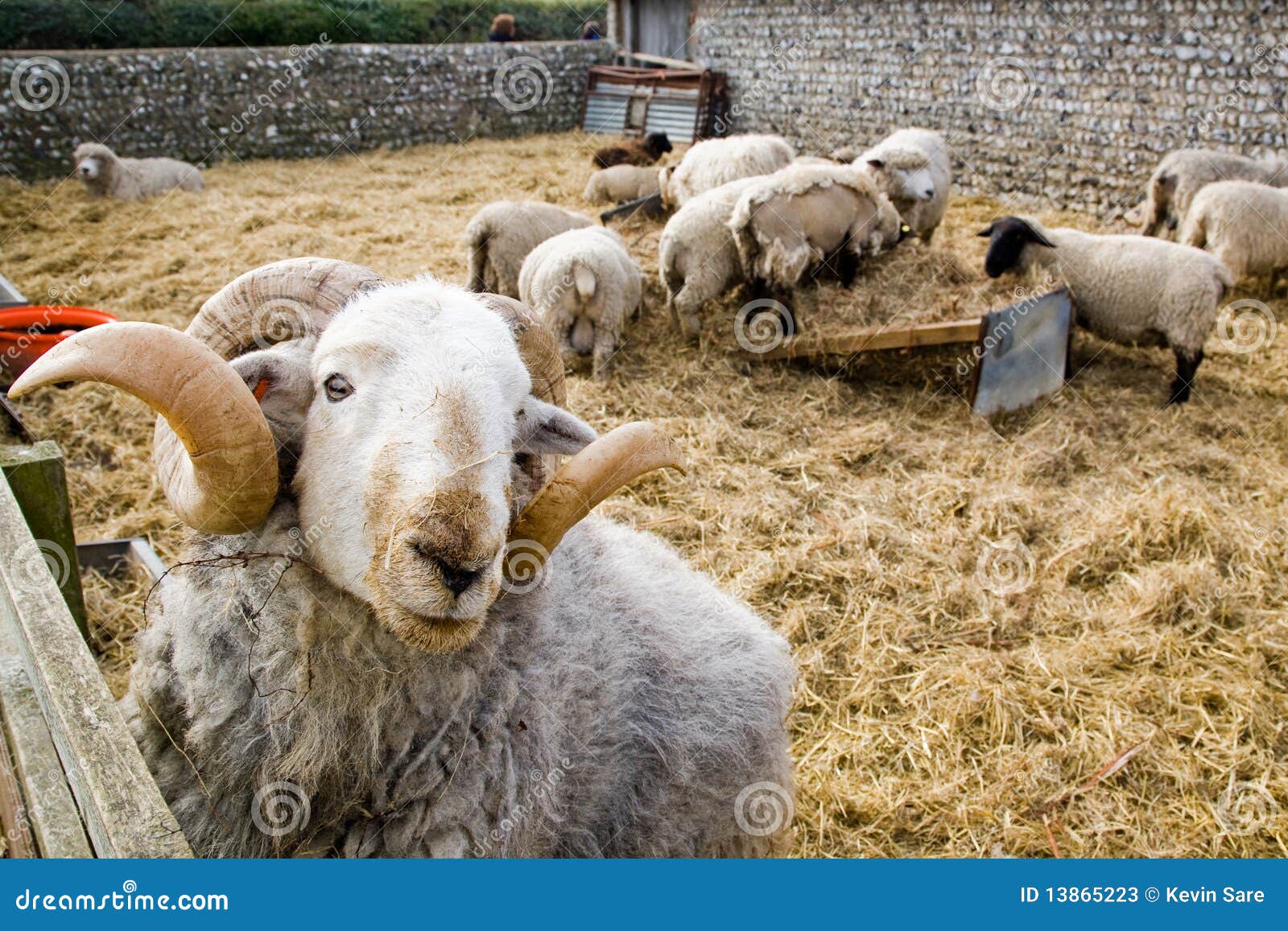 A ram and sheep stock image. Image of horns, lambing - 13865223