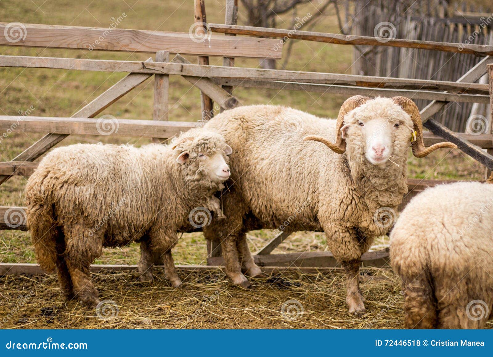Ram and sheep on a farm stock photo. Image of agriculture - 72446518
