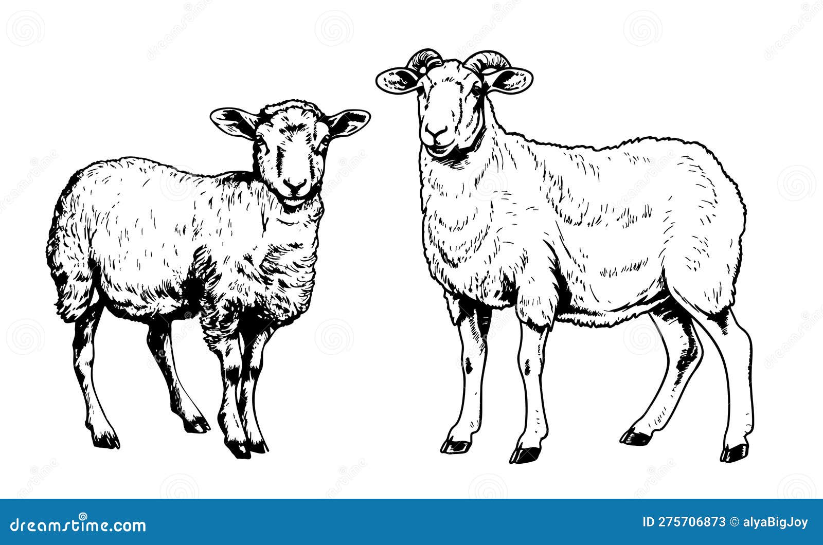 Ram and Sheep Hand Drawn Sketch Vector Illustration Stock Illustration ... Ram and Sheep Hand Drawn Sketch Vector Illustration Stock Illustration ...