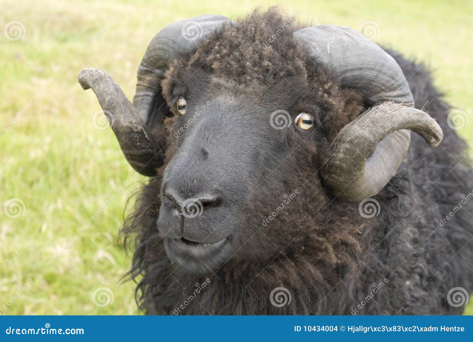 Ram sheep Head Close up stock photo. Image of lamb, face - 10434004