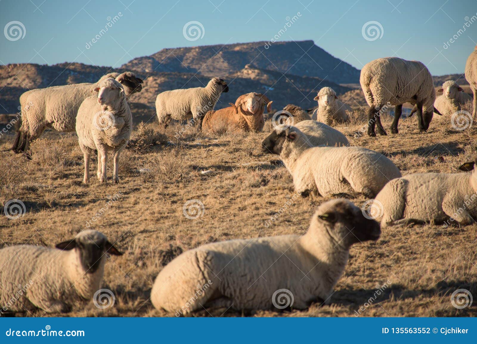 Ram with Sheep Herd in Mountains Stock Photo - Image of sheep ...