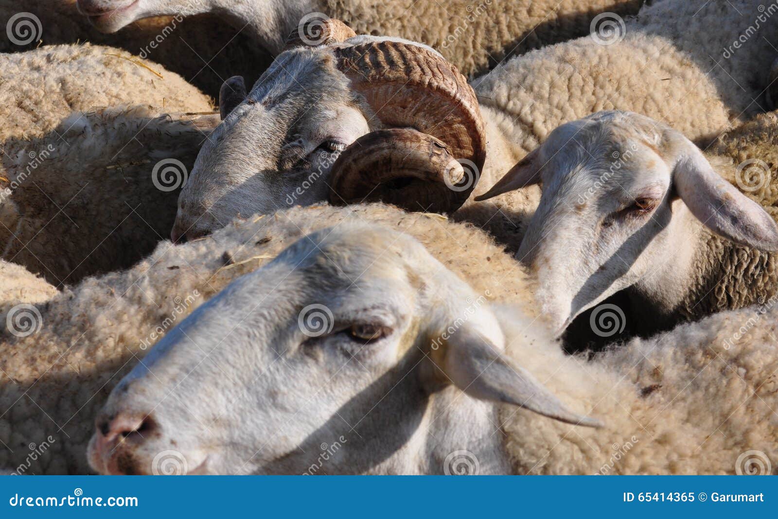 Ram among sheep stock image. Image of sheep, innocent - 65414365