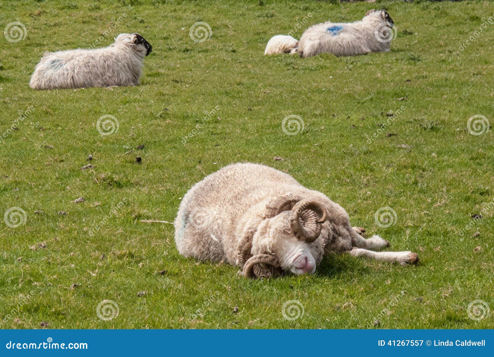 Ram and sheep, Ireland stock image. Image of ireland - 41267557