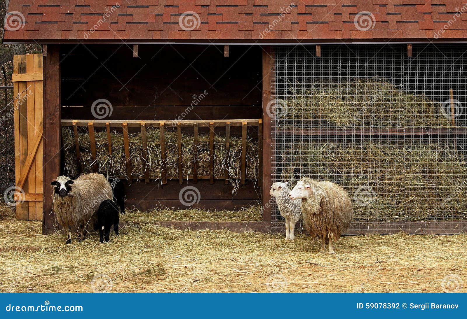 Ram, Sheep and Lambs Near Manger at the Farm Stock Photo - Image of ...
