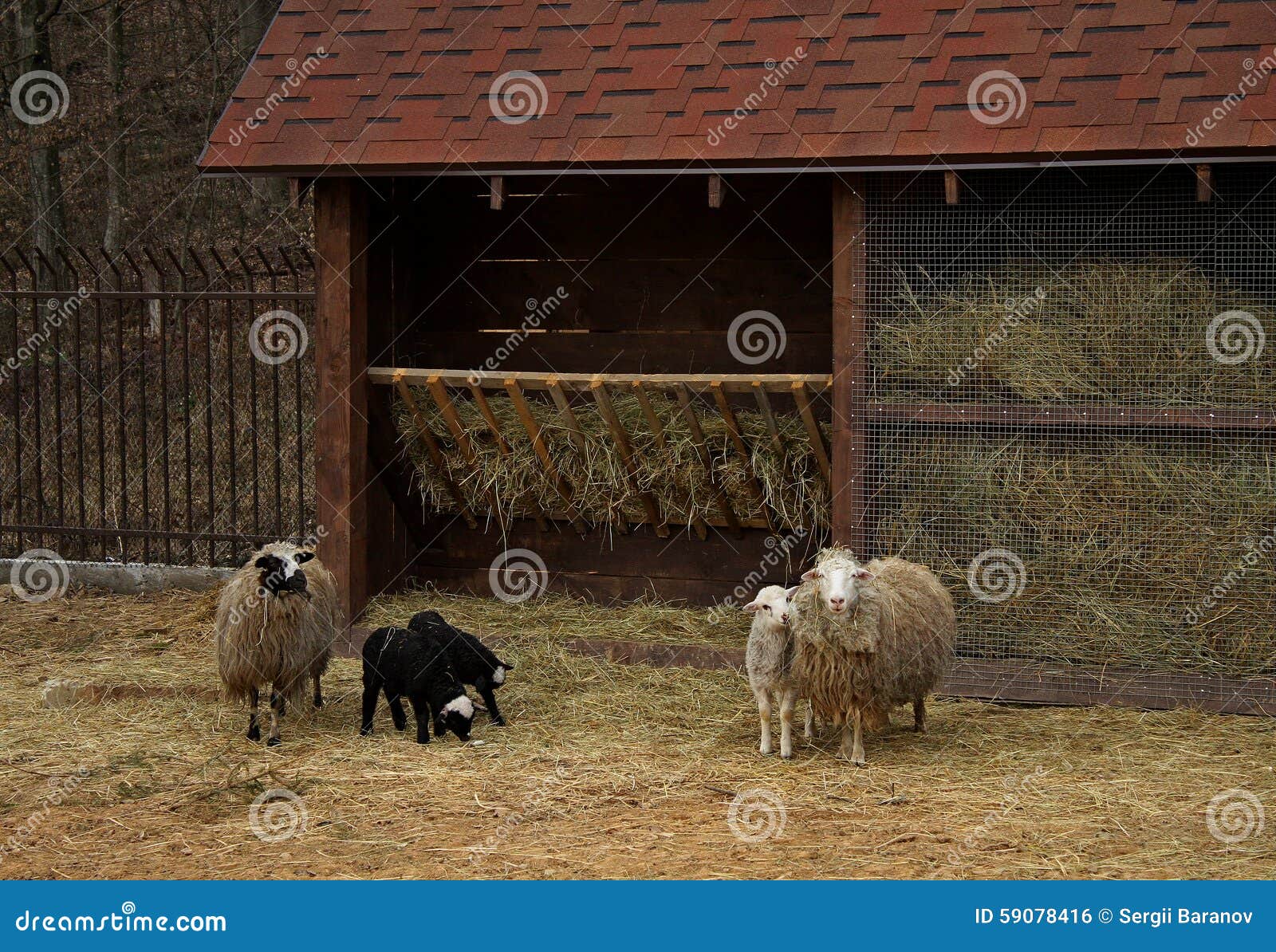 Ram, Sheep and Lambs Near Manger at the Farm Stock Photo - Image of ...