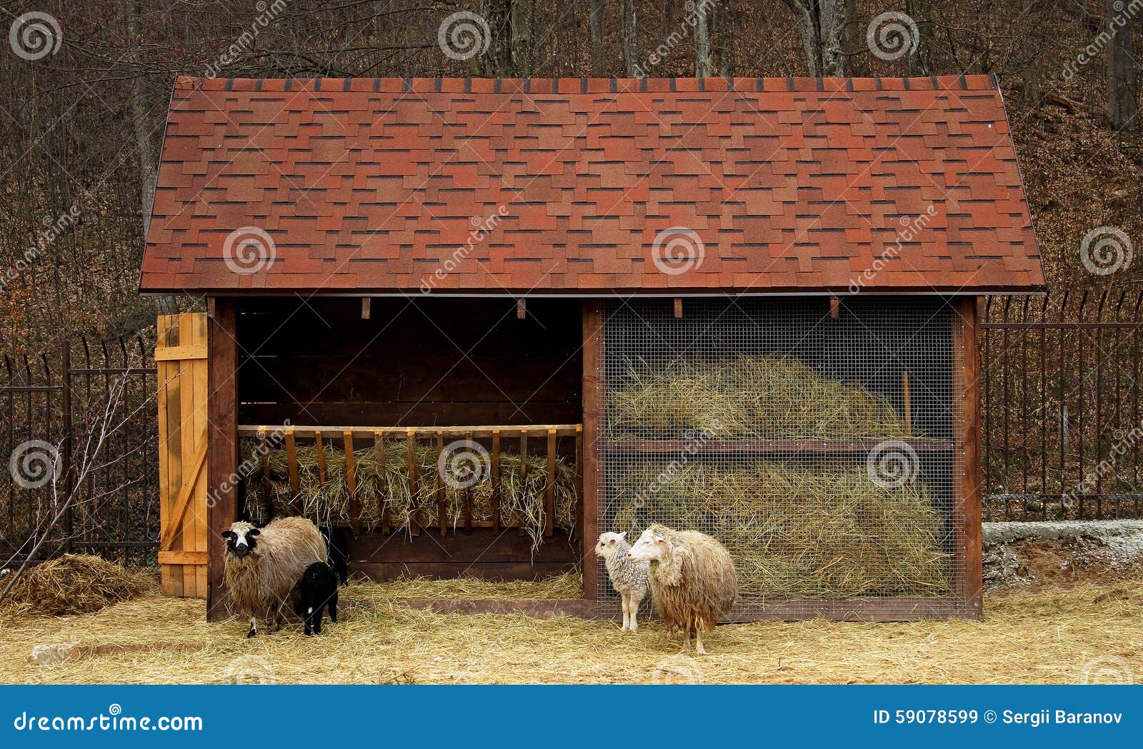 Ram, Sheep and Lambs Near Manger at the Farm Stock Image - Image of ...
