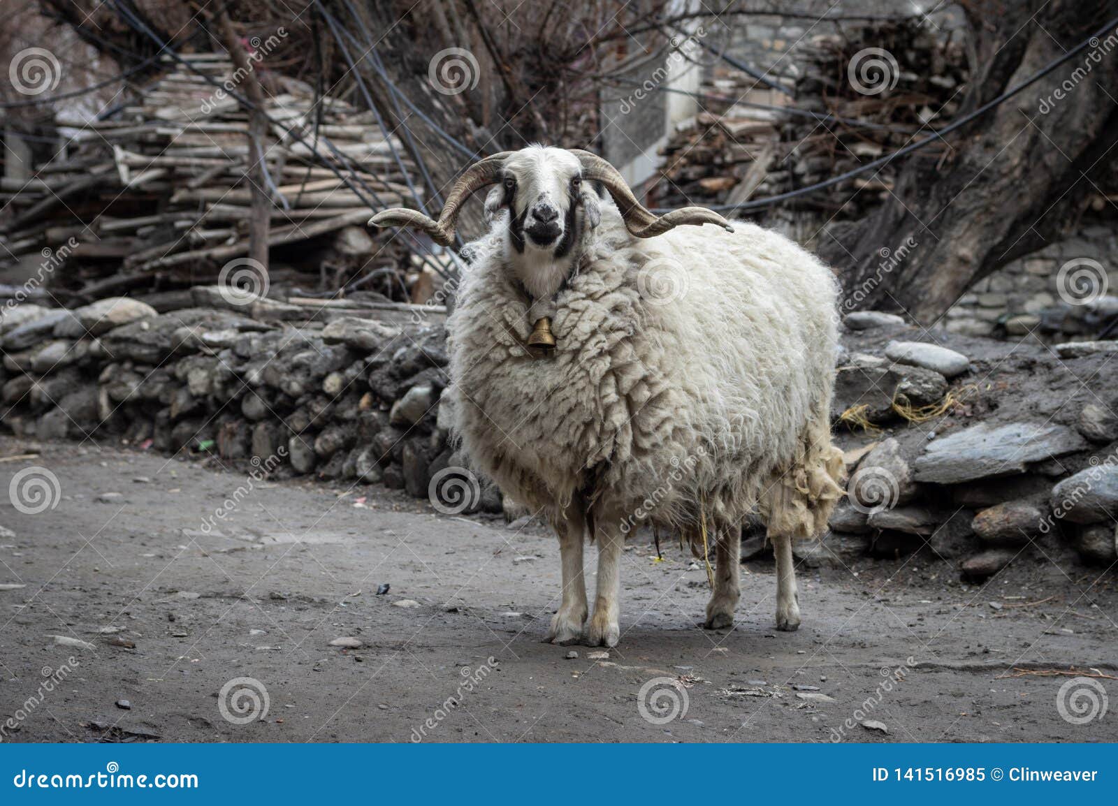 A Ram Sheep with Long Horns Stock Image - Image of farm, hair: 141516985