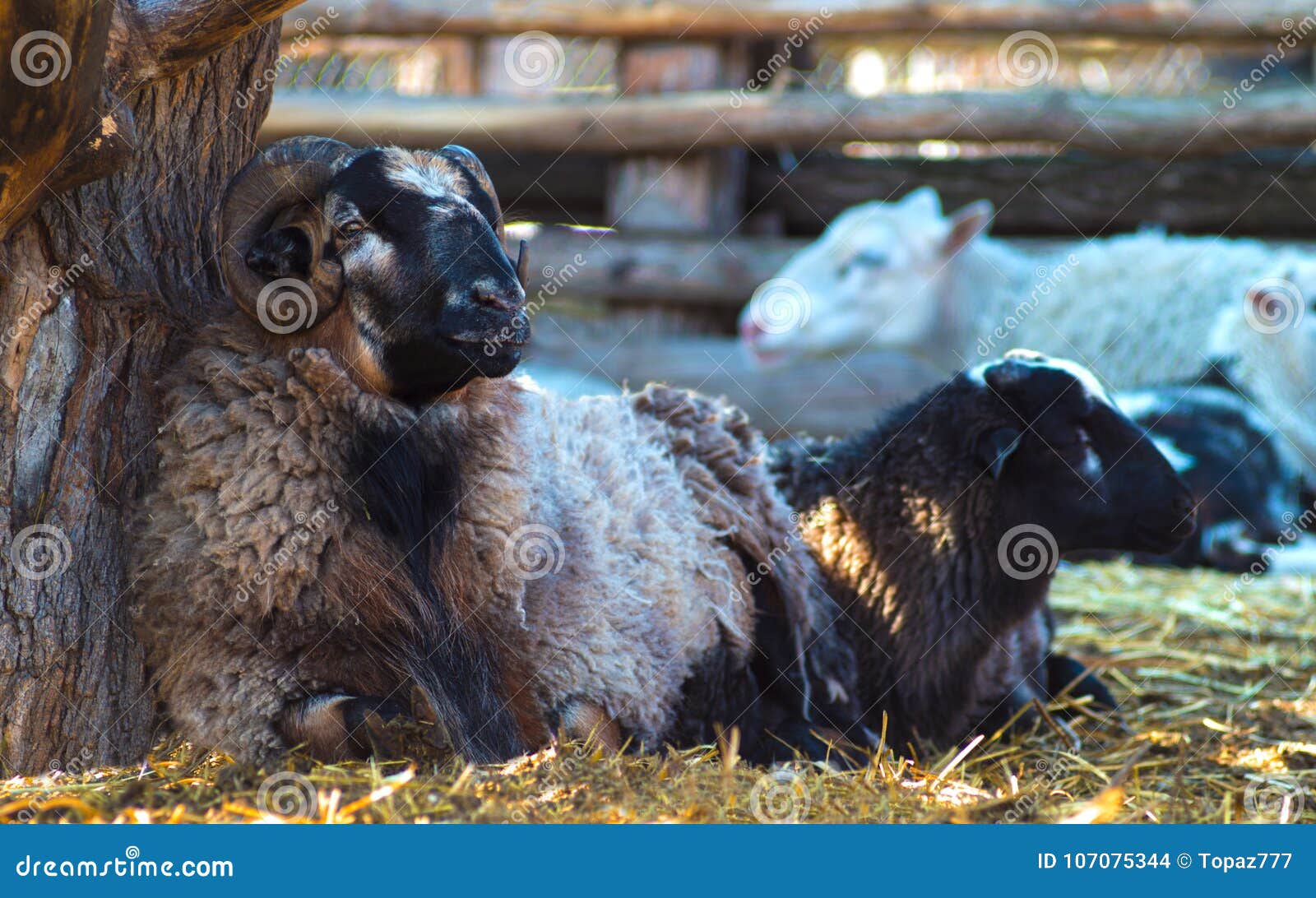 The Ram and Sheep. Nice Ram Sheep Portrait Stock Photo - Image of ...