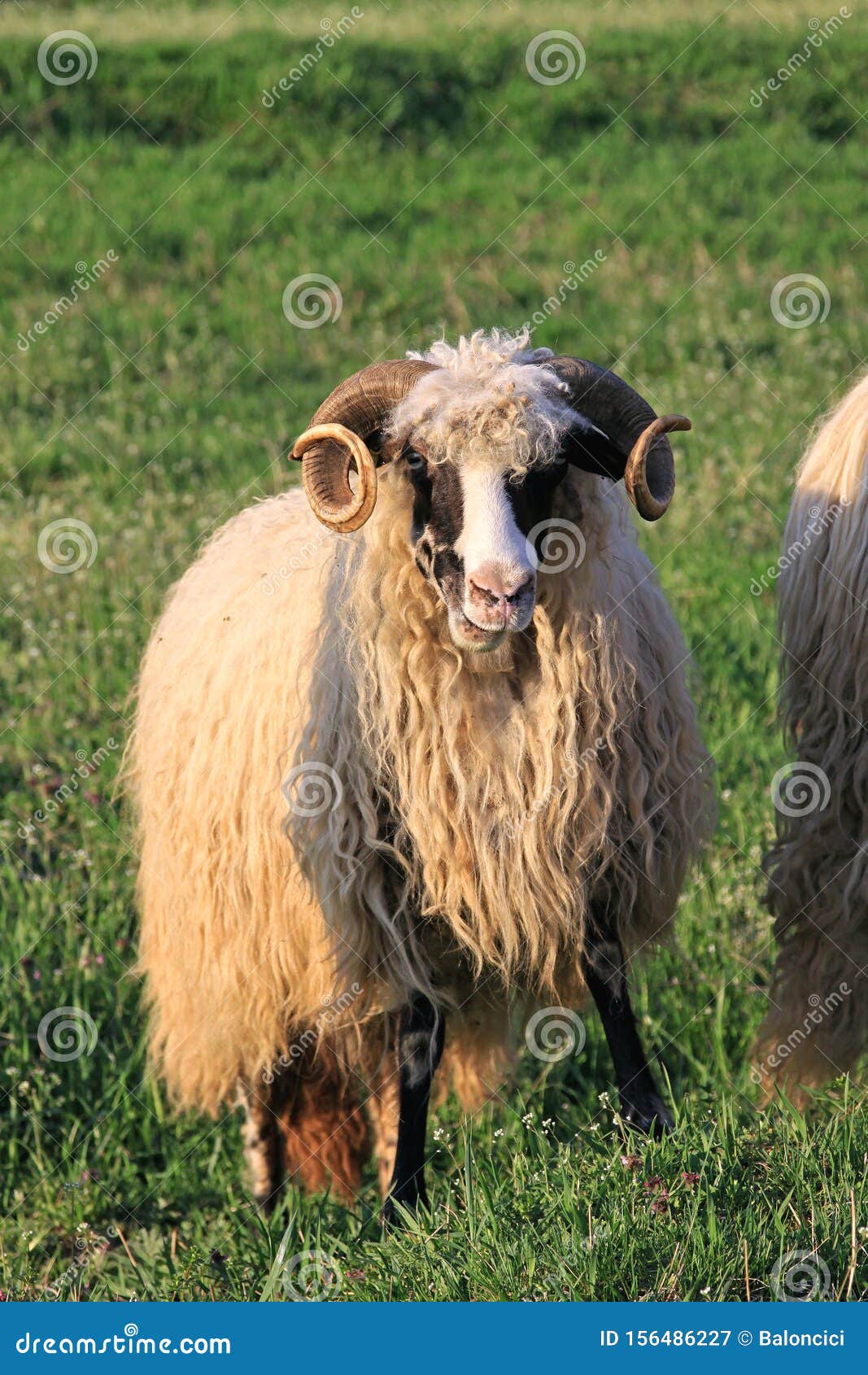 Ram Sheep stock image. Image of domesticated, sheep - 156486227