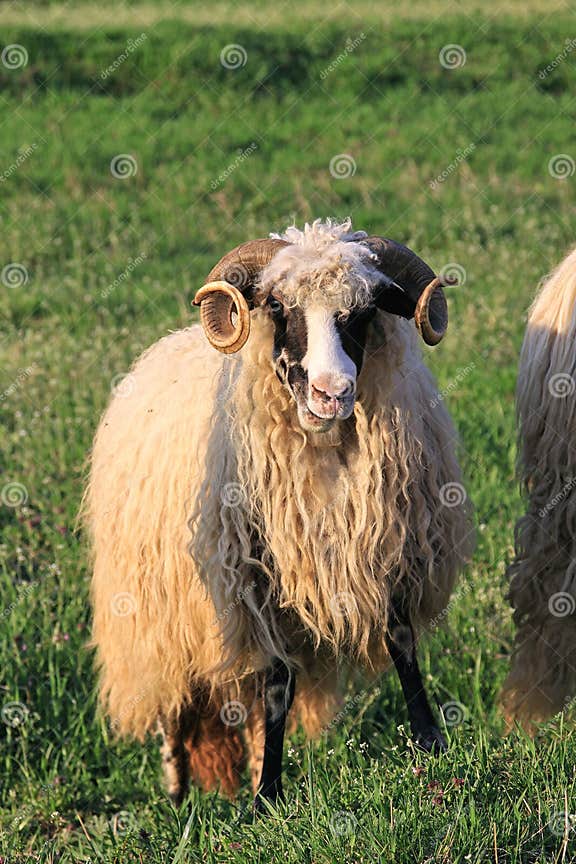 Ram Sheep stock image. Image of domesticated, sheep - 156486227