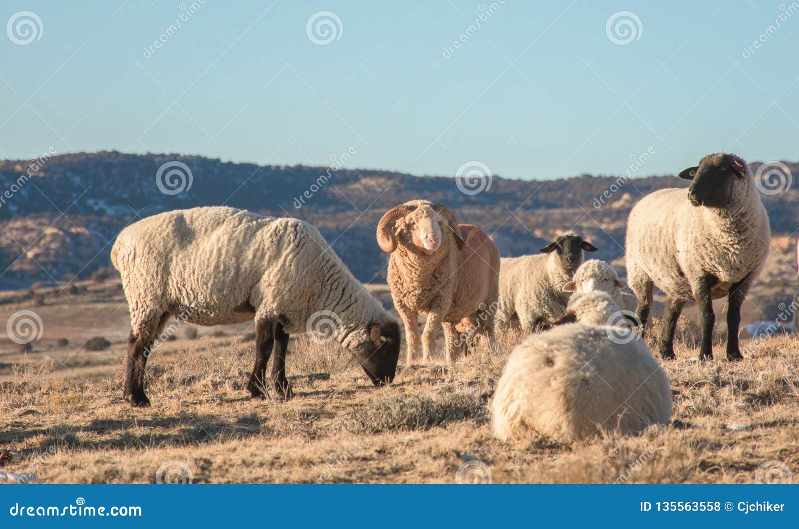 Ram with Sheep stock photo. Image of sheep, view, nature - 135563558