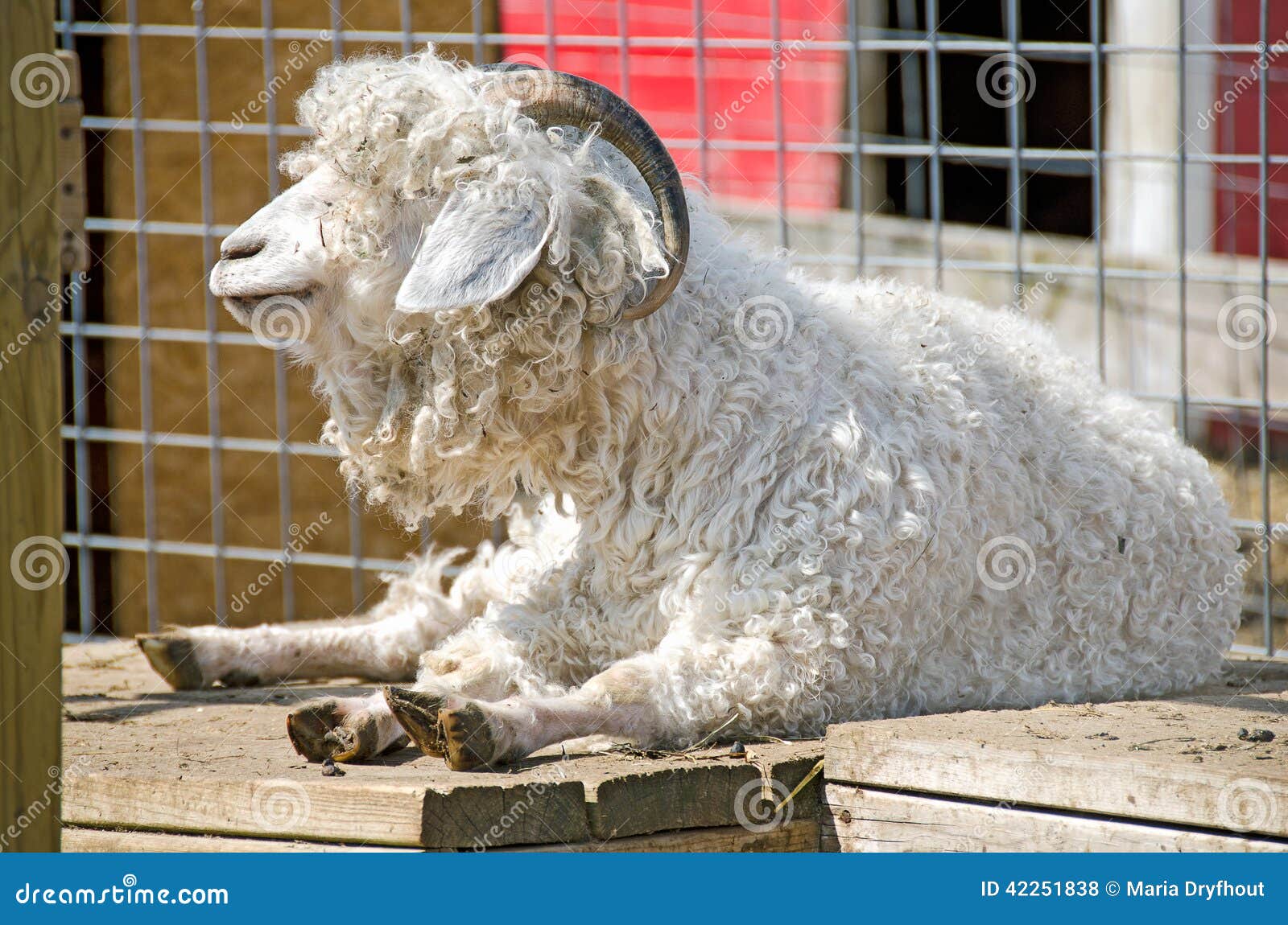 Sheep In The Stall Of A Wooden Barn. Farm In Scotland Royalty-Free ...