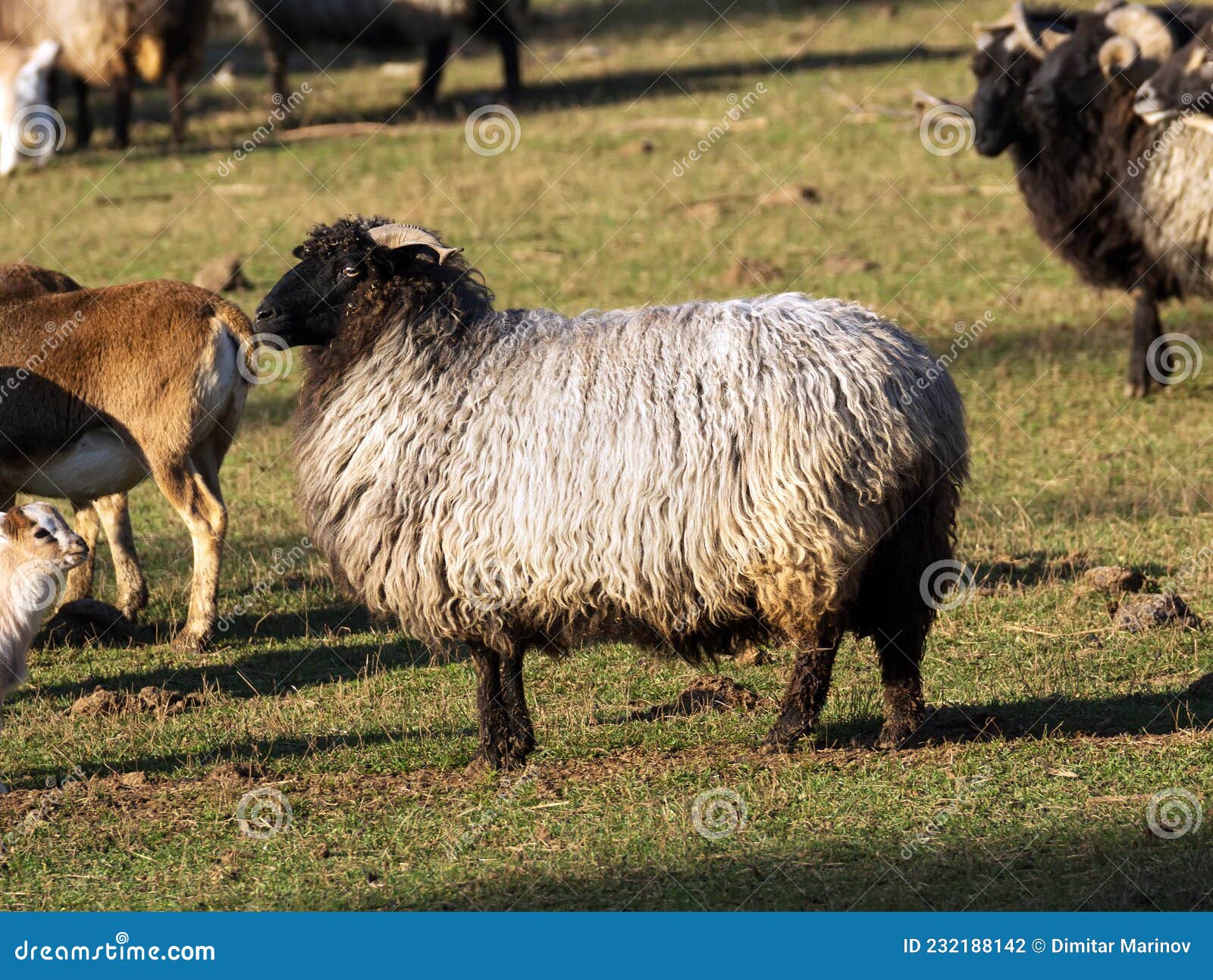 Ram stock photo. Image of feed, farm, grass, field, seasonal - 232188142