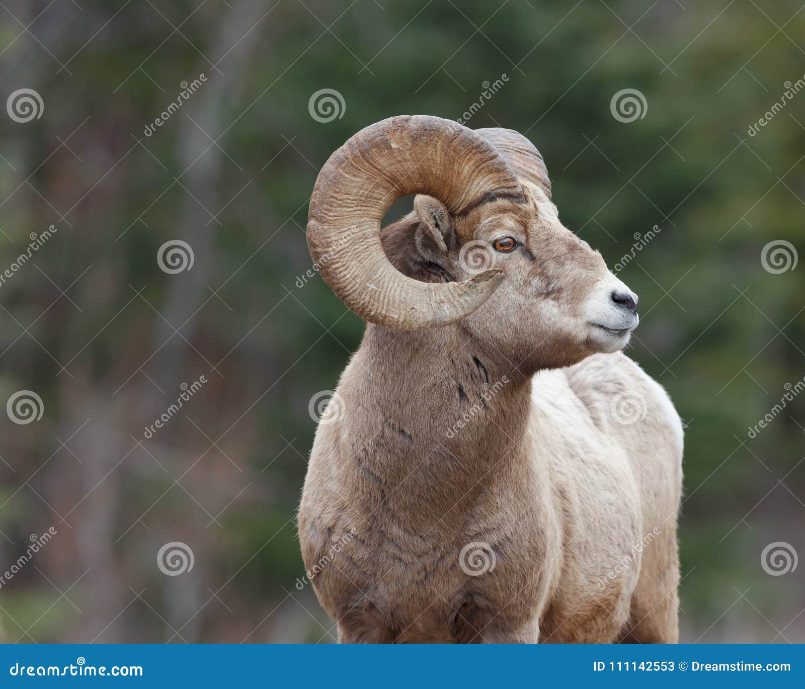 Ram Side Profile Stock Image Image Of Profile Canadensis 111142553