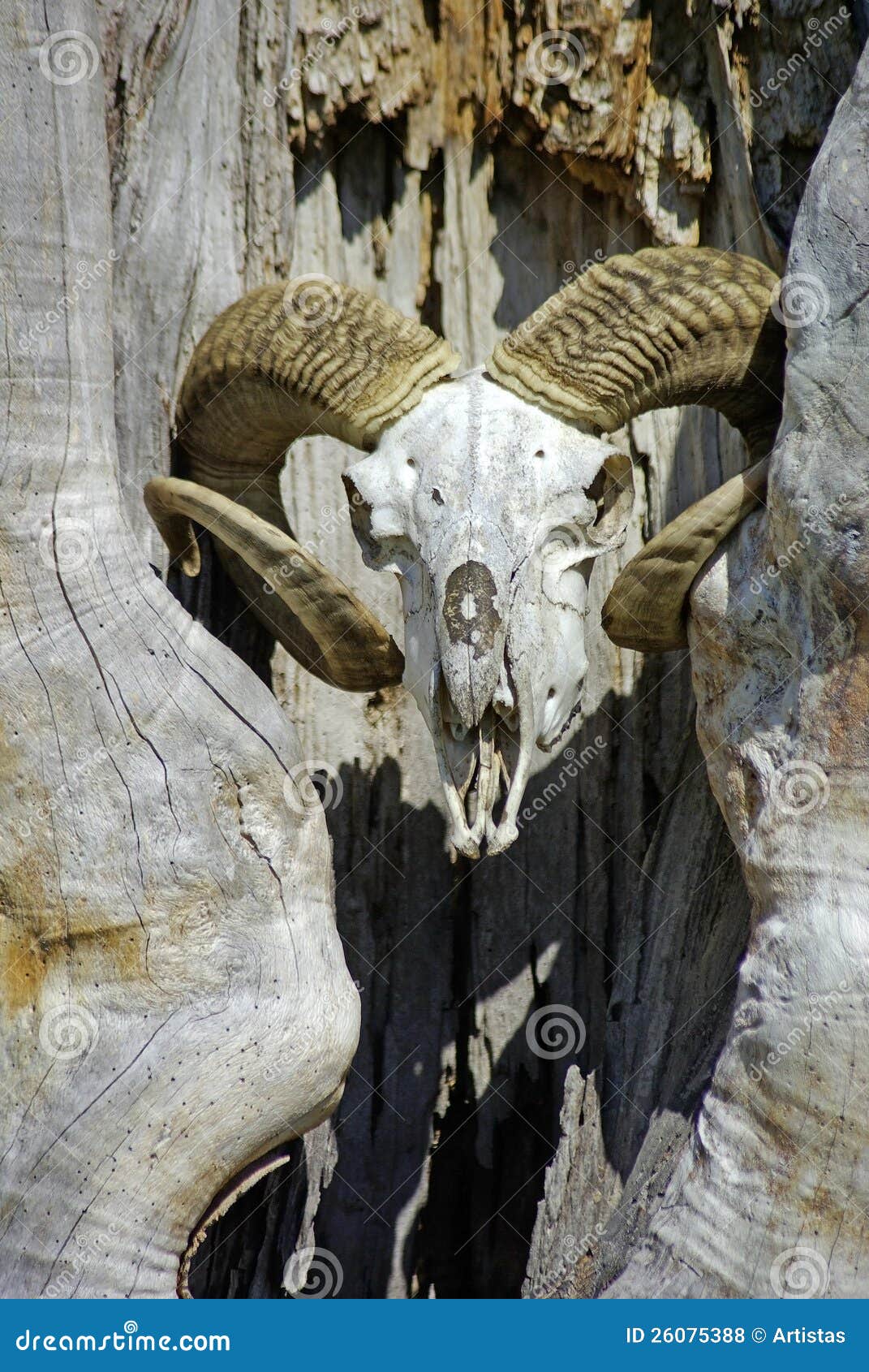 Ram skull stock photo. Image of horn, skull, tissue, anatomy - 26075388