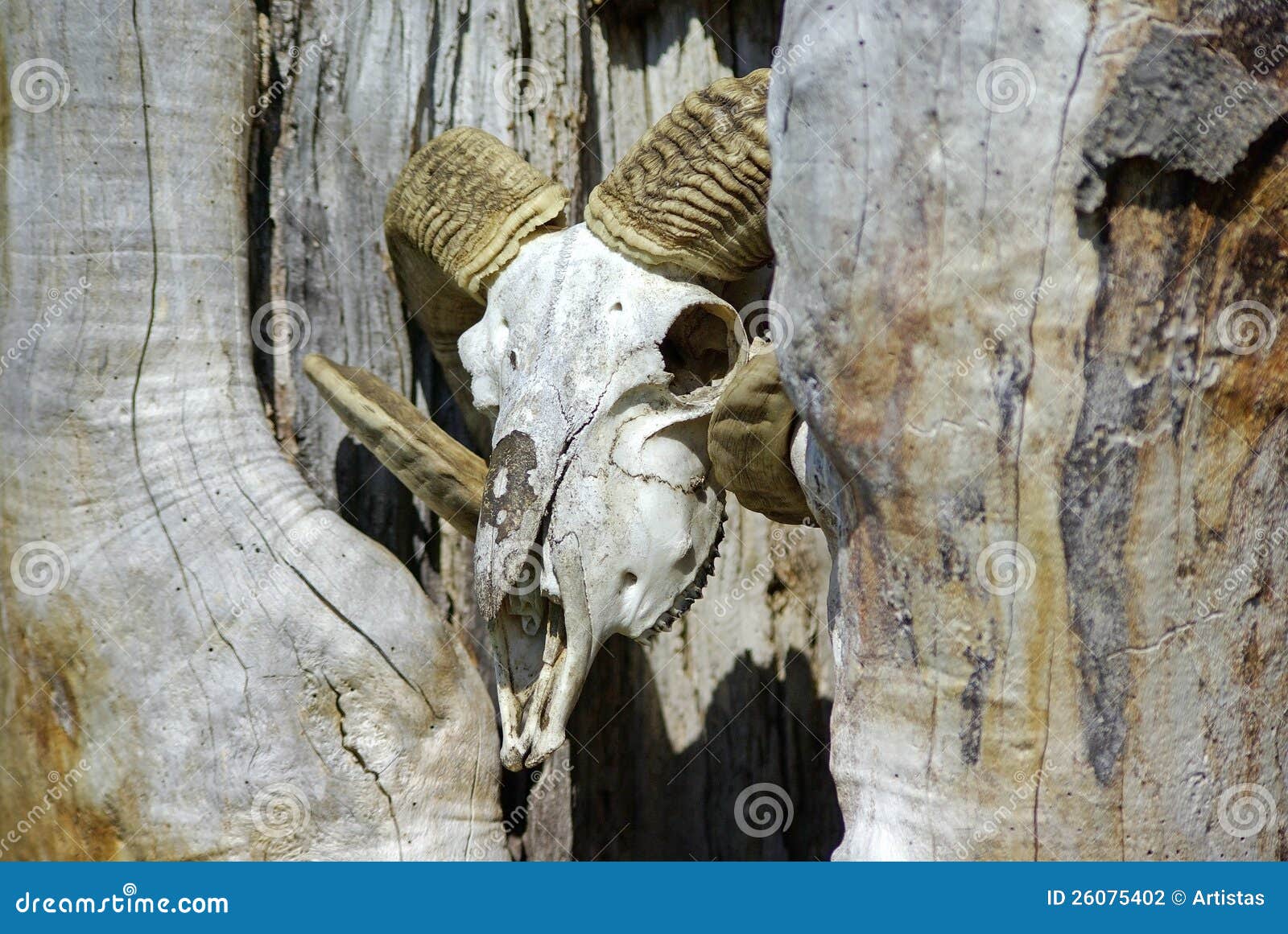Ram skull stock photo. Image of cranium, nature, brain - 26075402