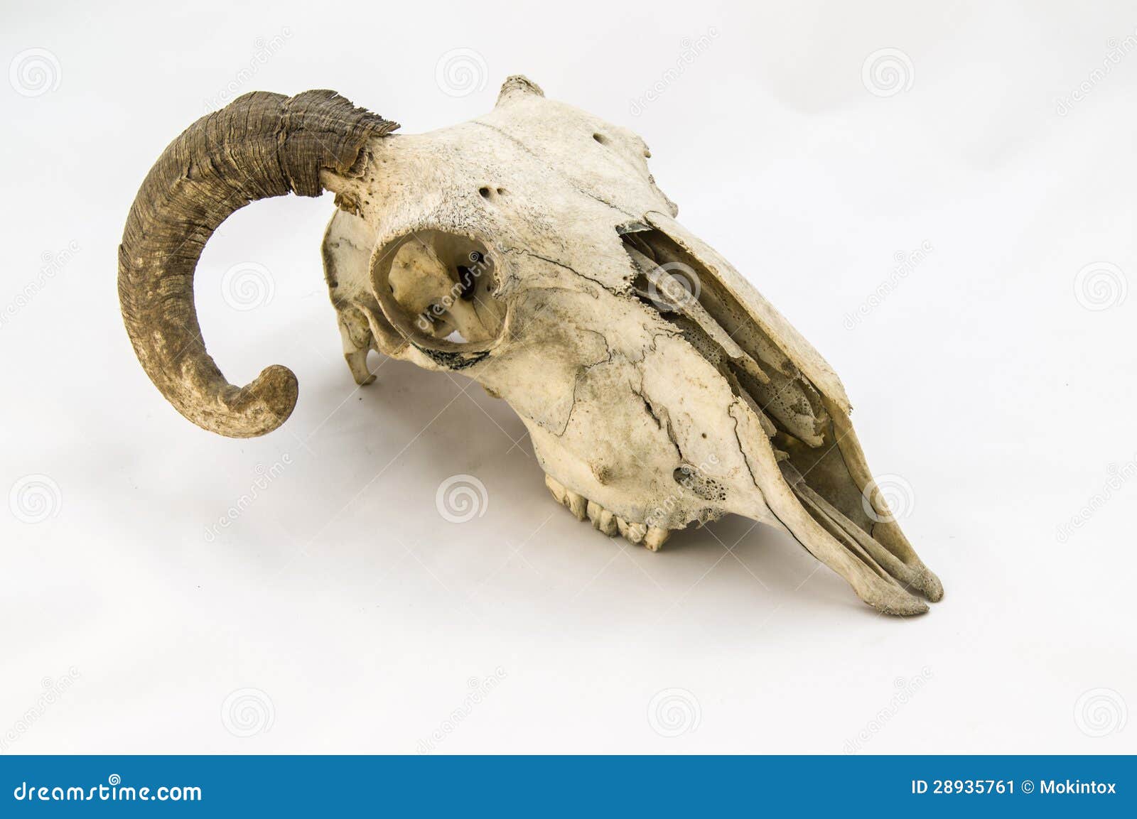 Ram Skull stock image. Image of skeleton, death, horn - 28935761