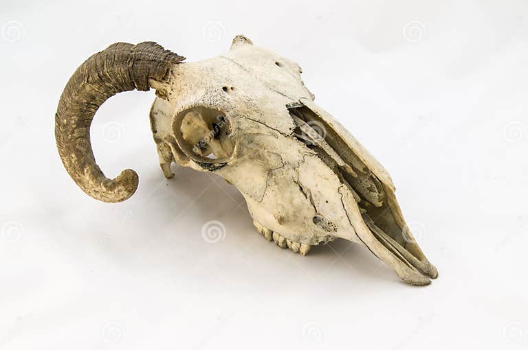 Ram Skull stock image. Image of skeleton, death, horn - 28935761