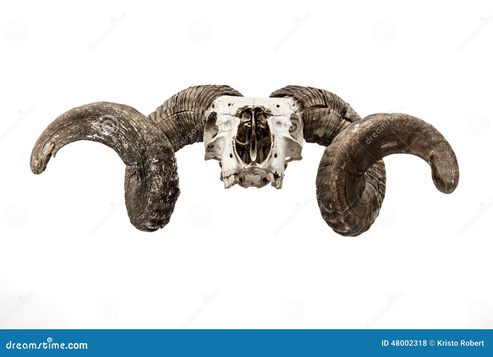 Ram skull stock photo. Image of teeth, front, medical - 48002318