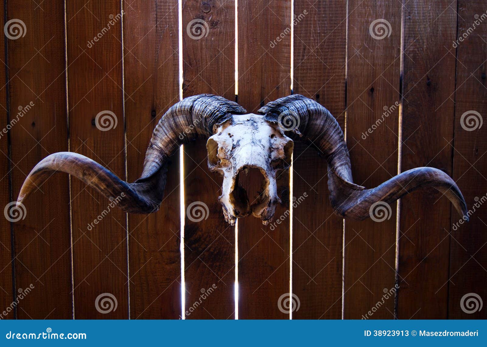 Ram skull stock image. Image of skull, sheep, dead, horn - 38923913