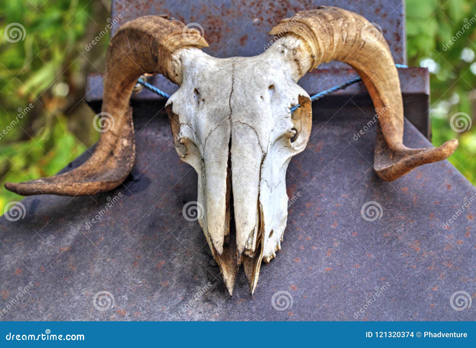 Ram skull closeup stock photo. Image of horn, design - 121320374