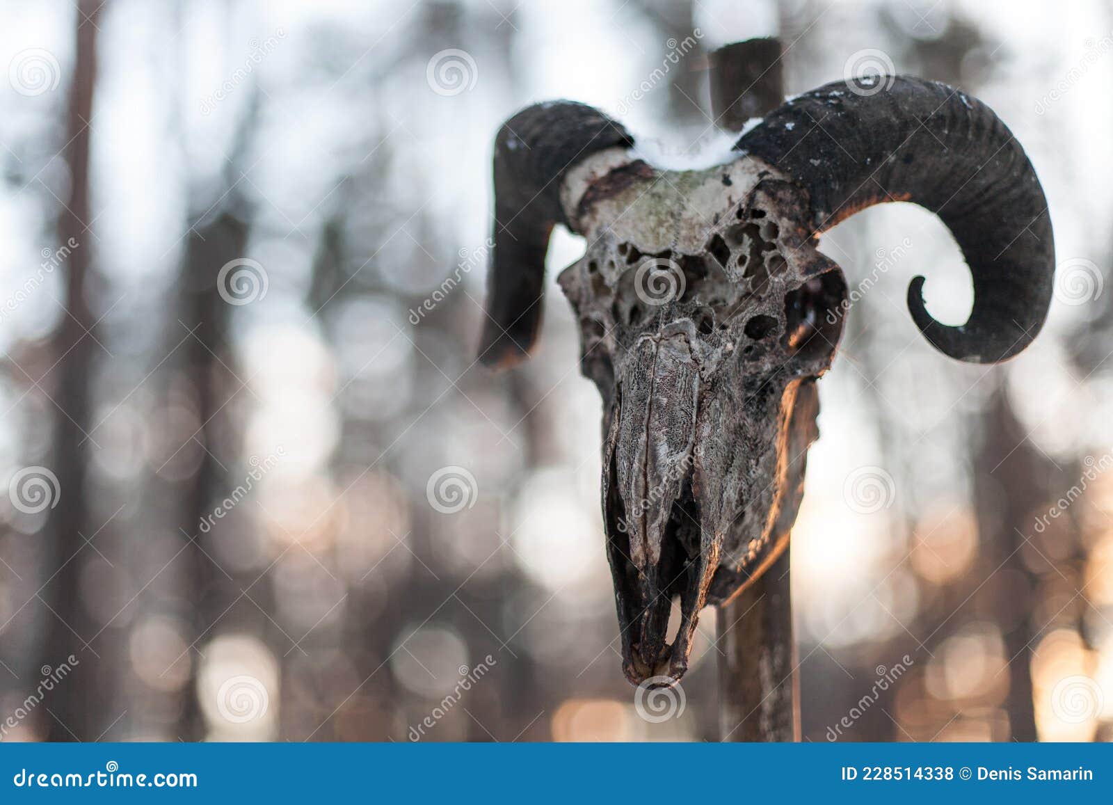 Ram skull pictures stock photo. Image of sculpture, skull - 228514338