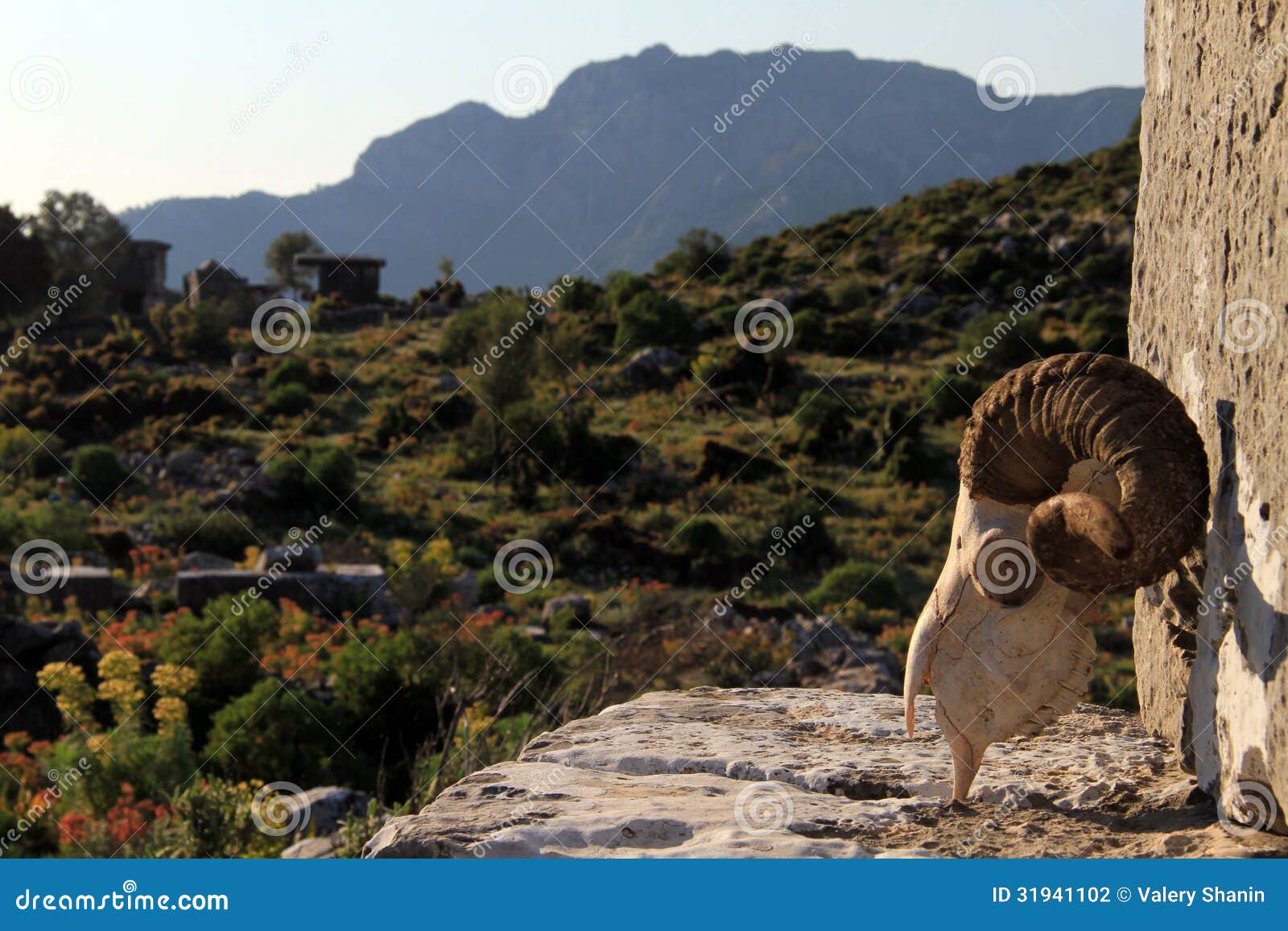 Ram skull stock photo. Image of sheep, farm, biology - 31941102