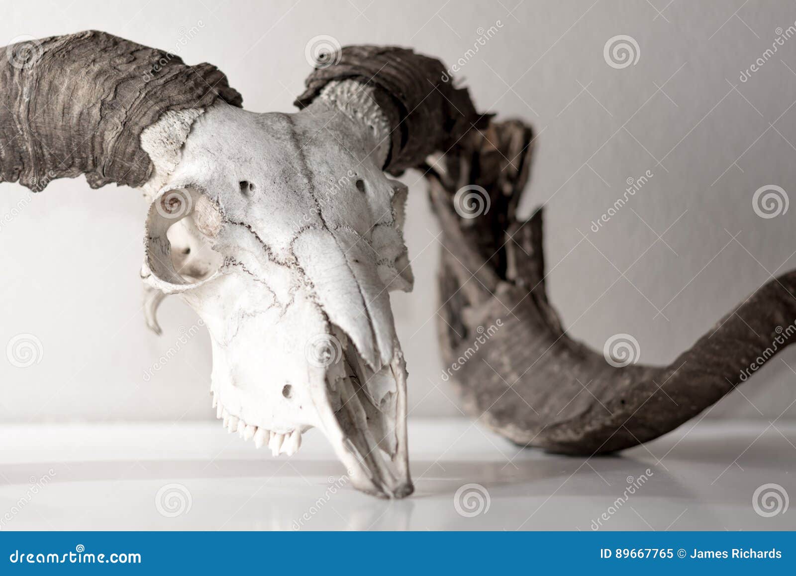 Ram skull stock image. Image of aries, sheep, anatomy - 89667765