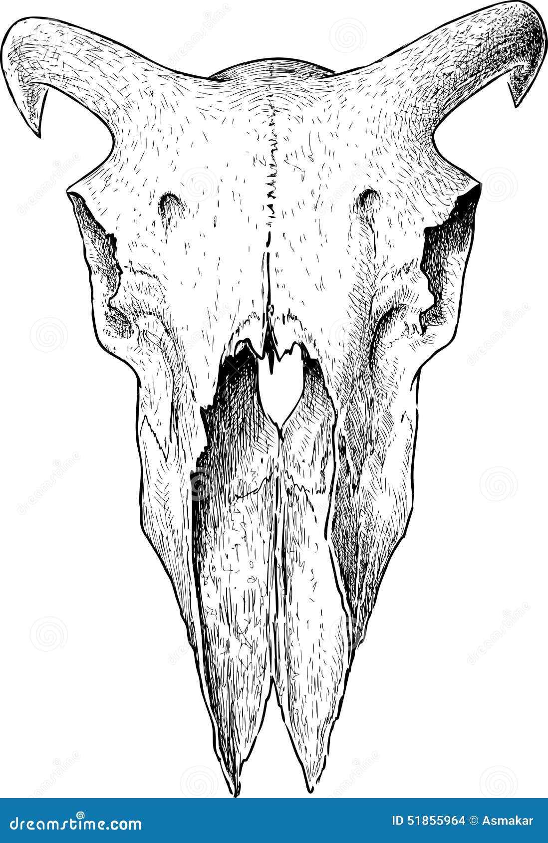 Ram skull stock vector. Illustration of jawbone, head - 51855964