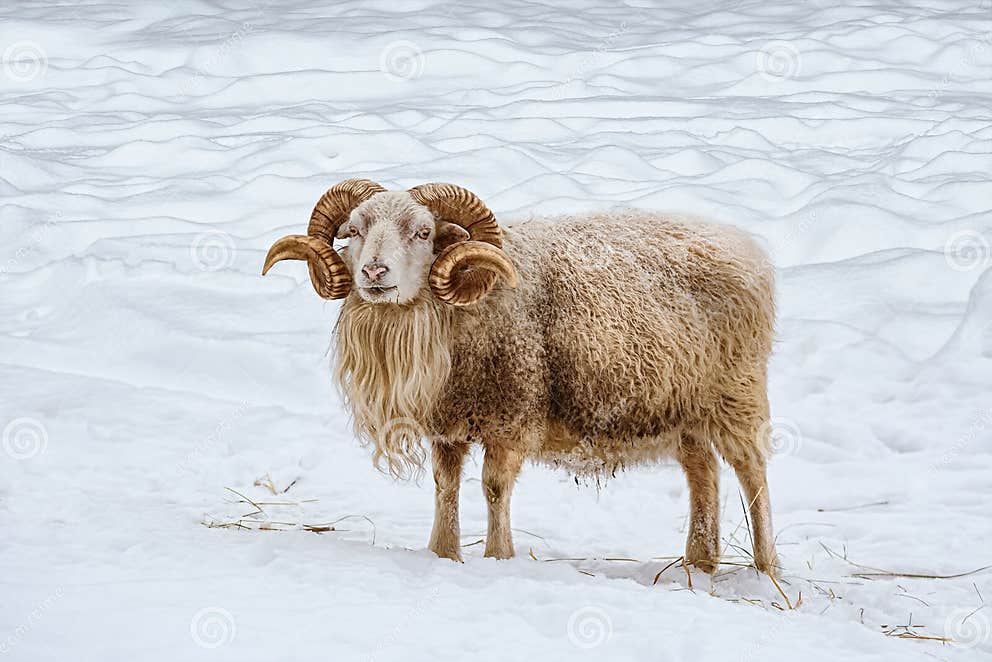 Ram on the snow stock image. Image of husbandry, domestic - 218442679