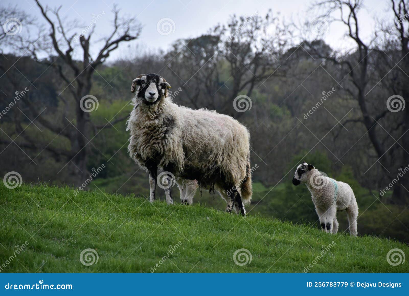 Ram Standing in a Field with Lambs Stock Image - Image of farmanimal ...