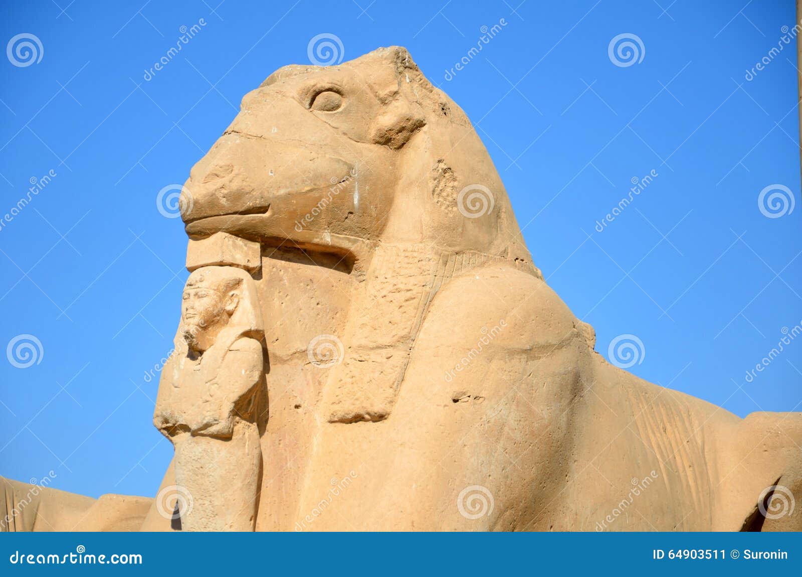 Ram statue stock image. Image of complex, statue, colonnade - 64903511