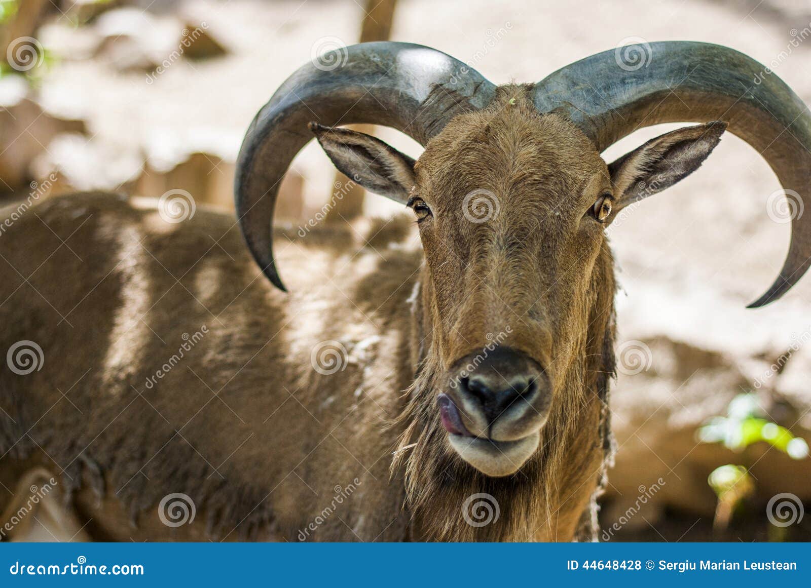 Confront With The Majestic Royal Bengal Tiger At Tadoba Tiger Reserve ...