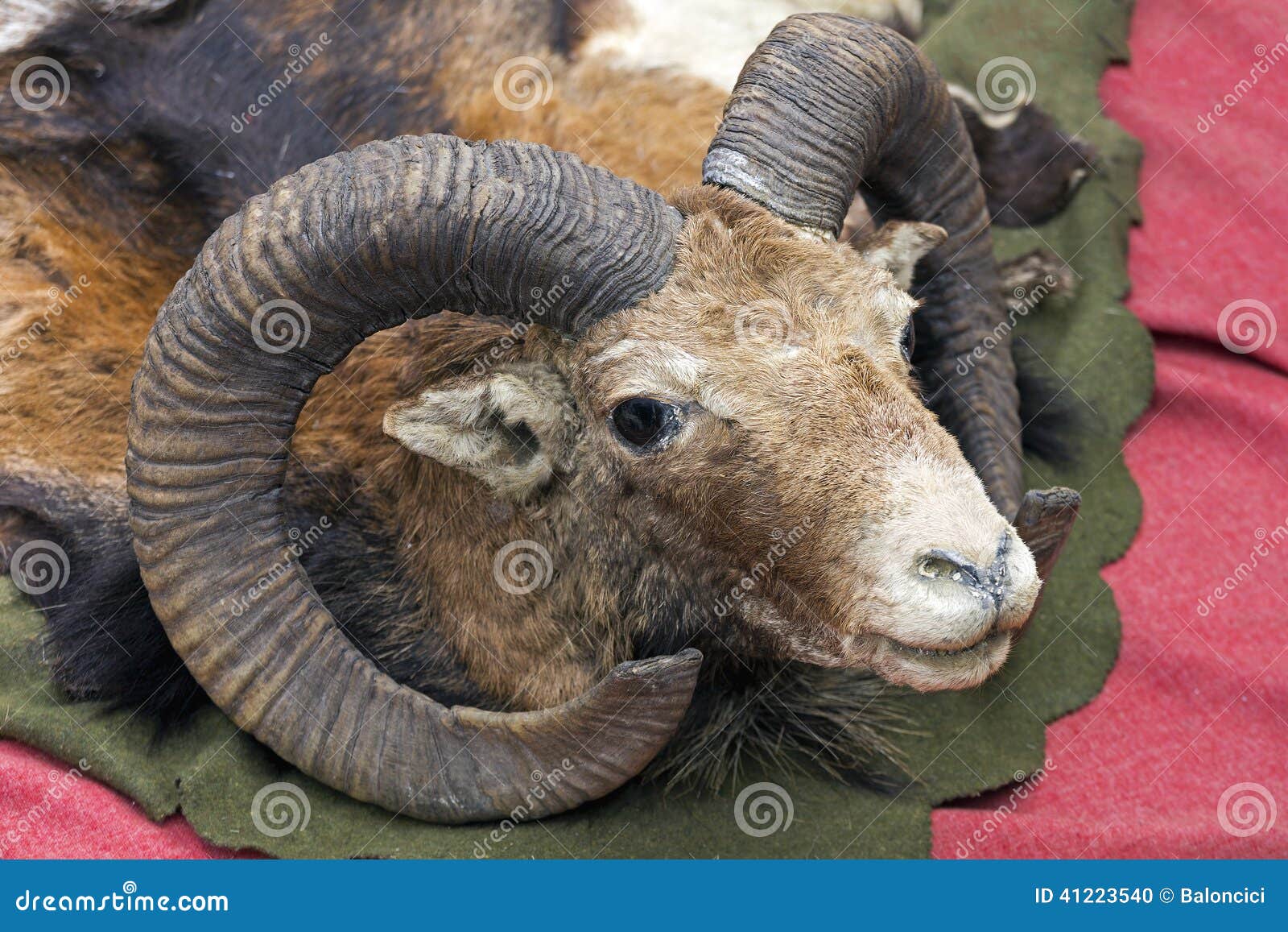 Ram trophy stock photo. Image of mountain, taxidermy - 41223540