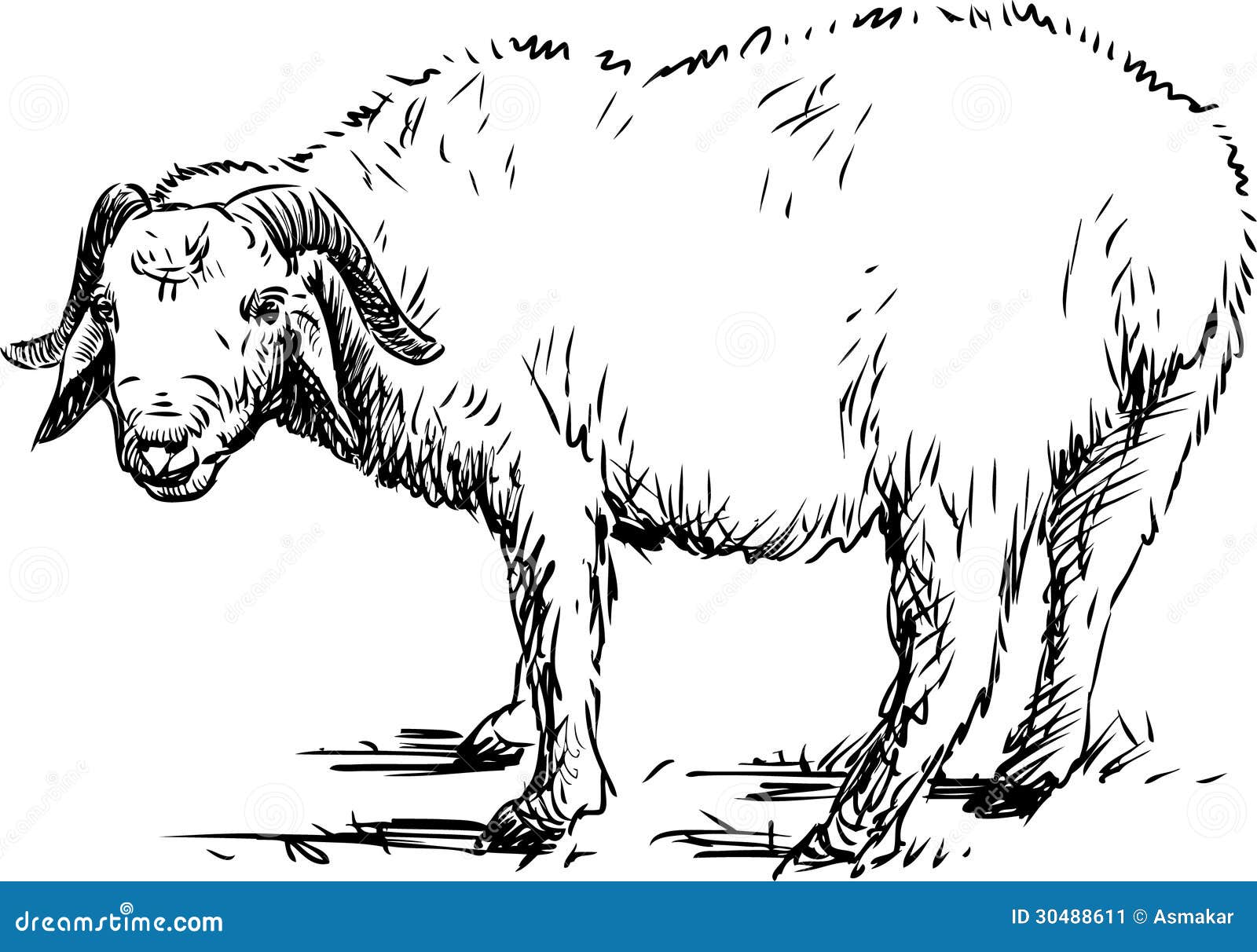 Ram stock vector. Illustration of isolated, livestock - 30488611