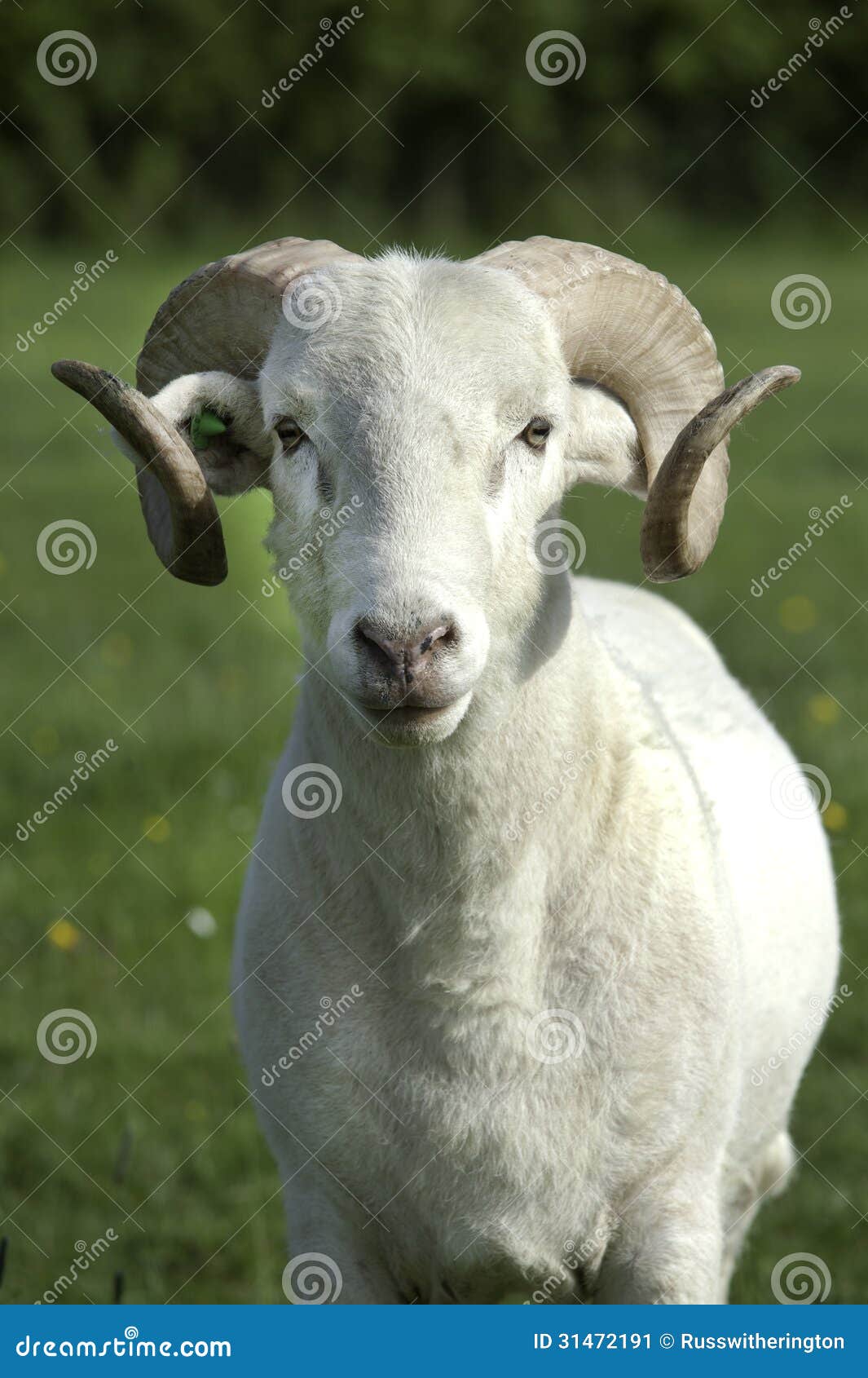 Ram stock image. Image of horns, wiltshire, field, farming - 31472191