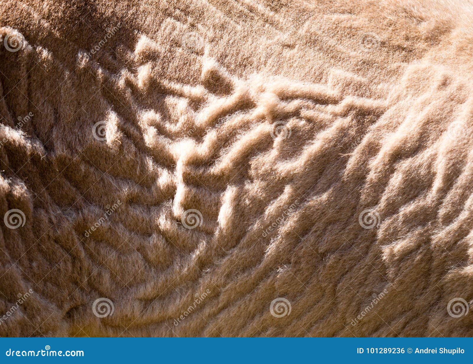 A Ram from a Wool As a Background Stock Photo - Image of hair, fleece ...