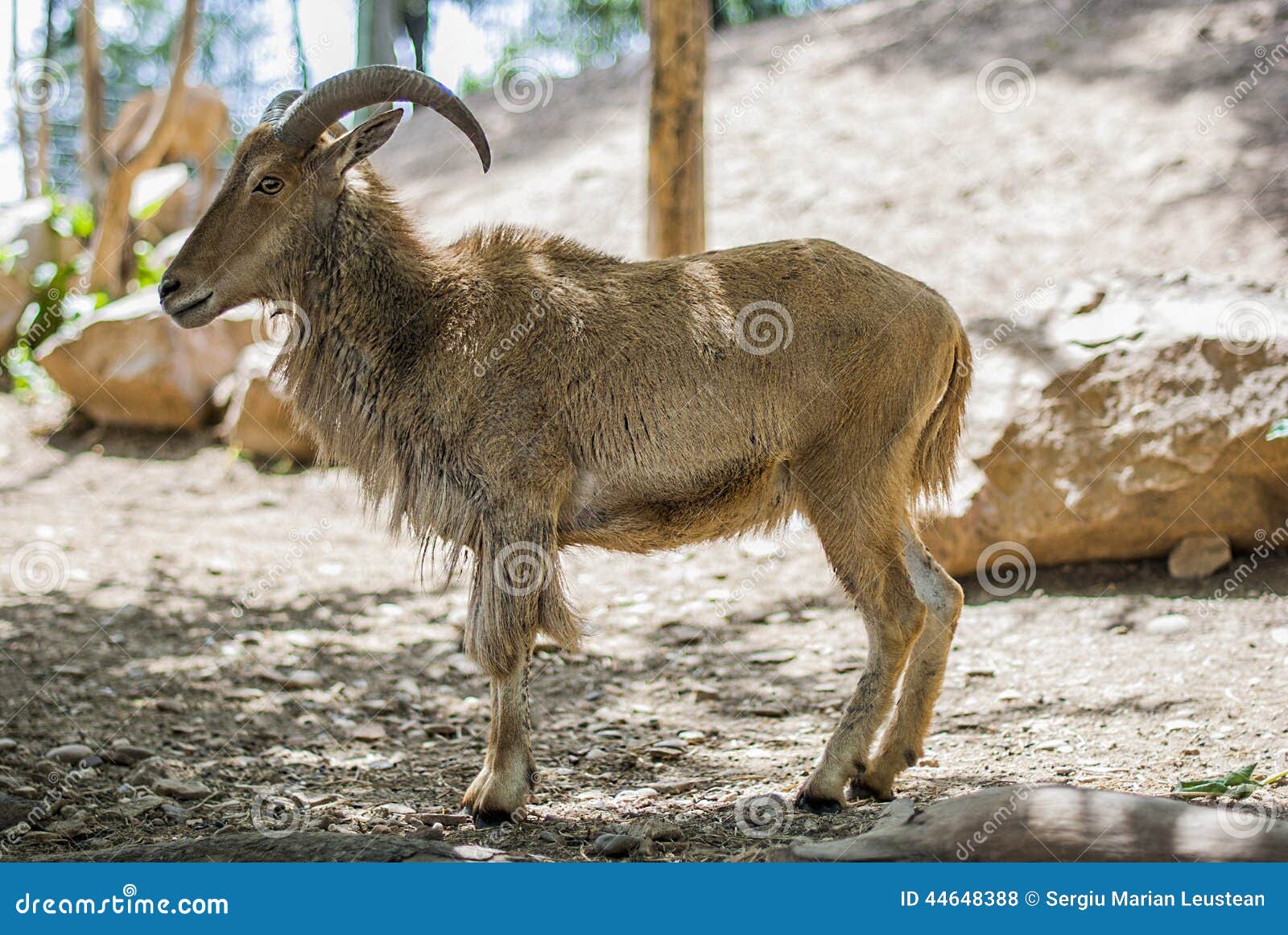 Ram At Zoo Stock Photo - Image: 44648388