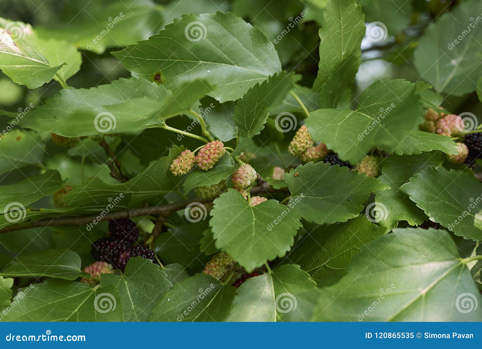 Rama Alba Del Morus Con Las Frutas Imagen de archivo - Imagen de parque ...