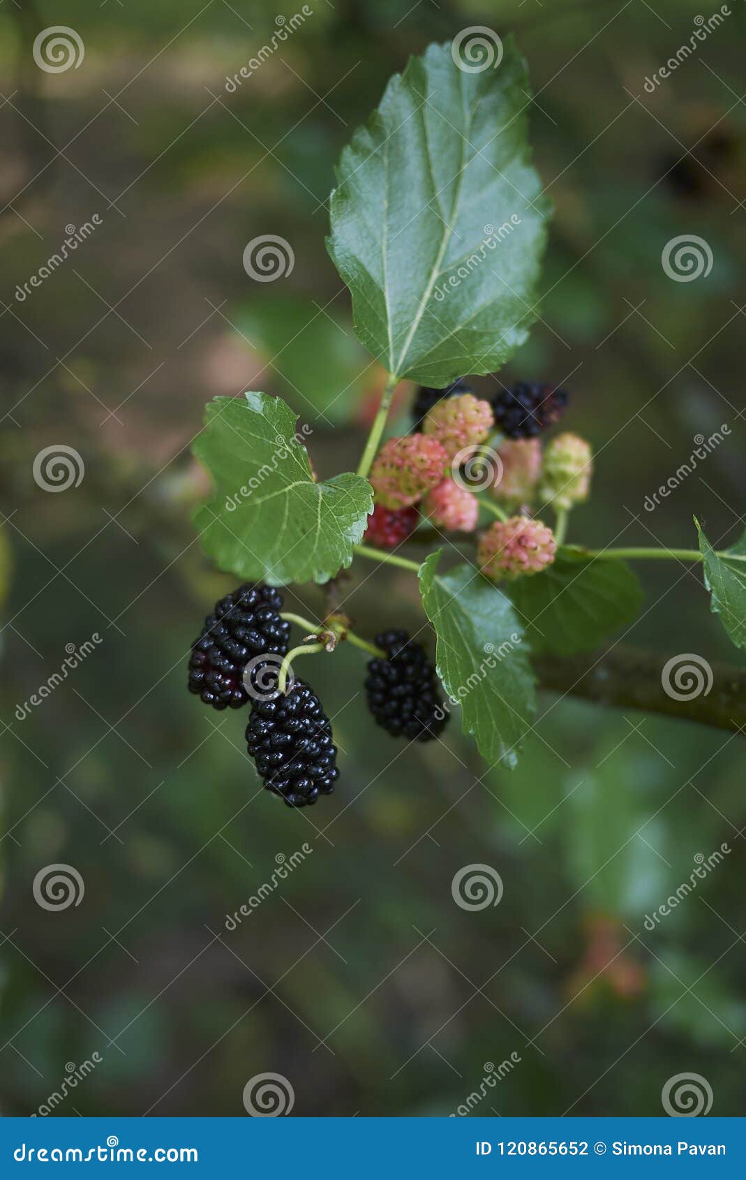 Rama Alba Del Morus Con Las Frutas Foto de archivo - Imagen de planta ...