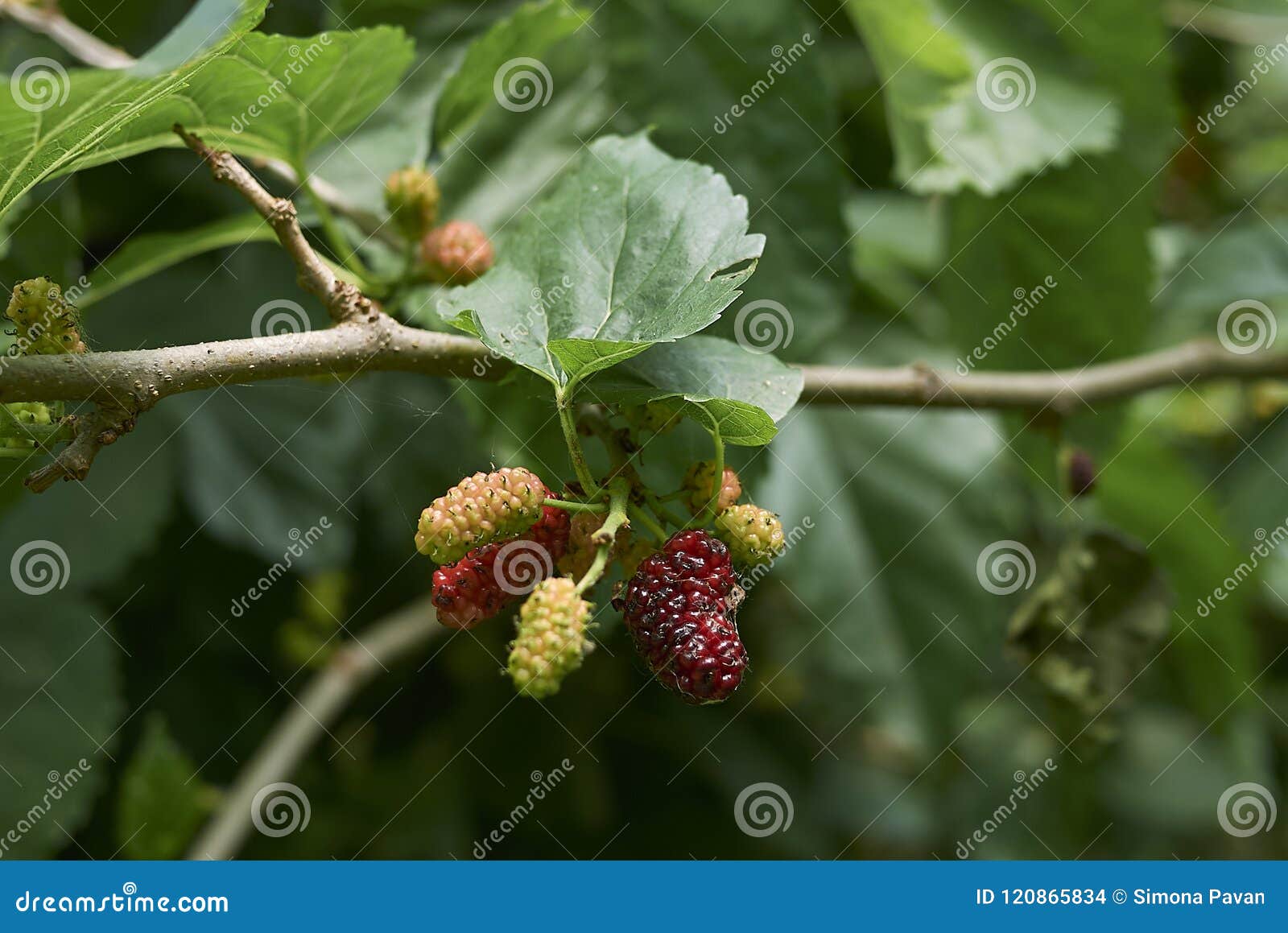 Rama Alba Del Morus Con Las Frutas Foto de archivo - Imagen de cierre ...