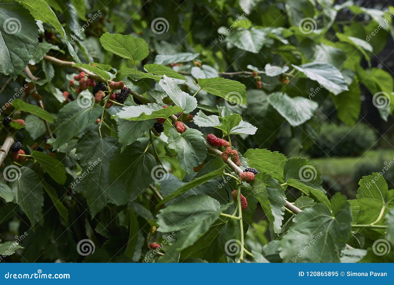 Rama Alba Del Morus Con Las Frutas Imagen de archivo - Imagen de maduro ...