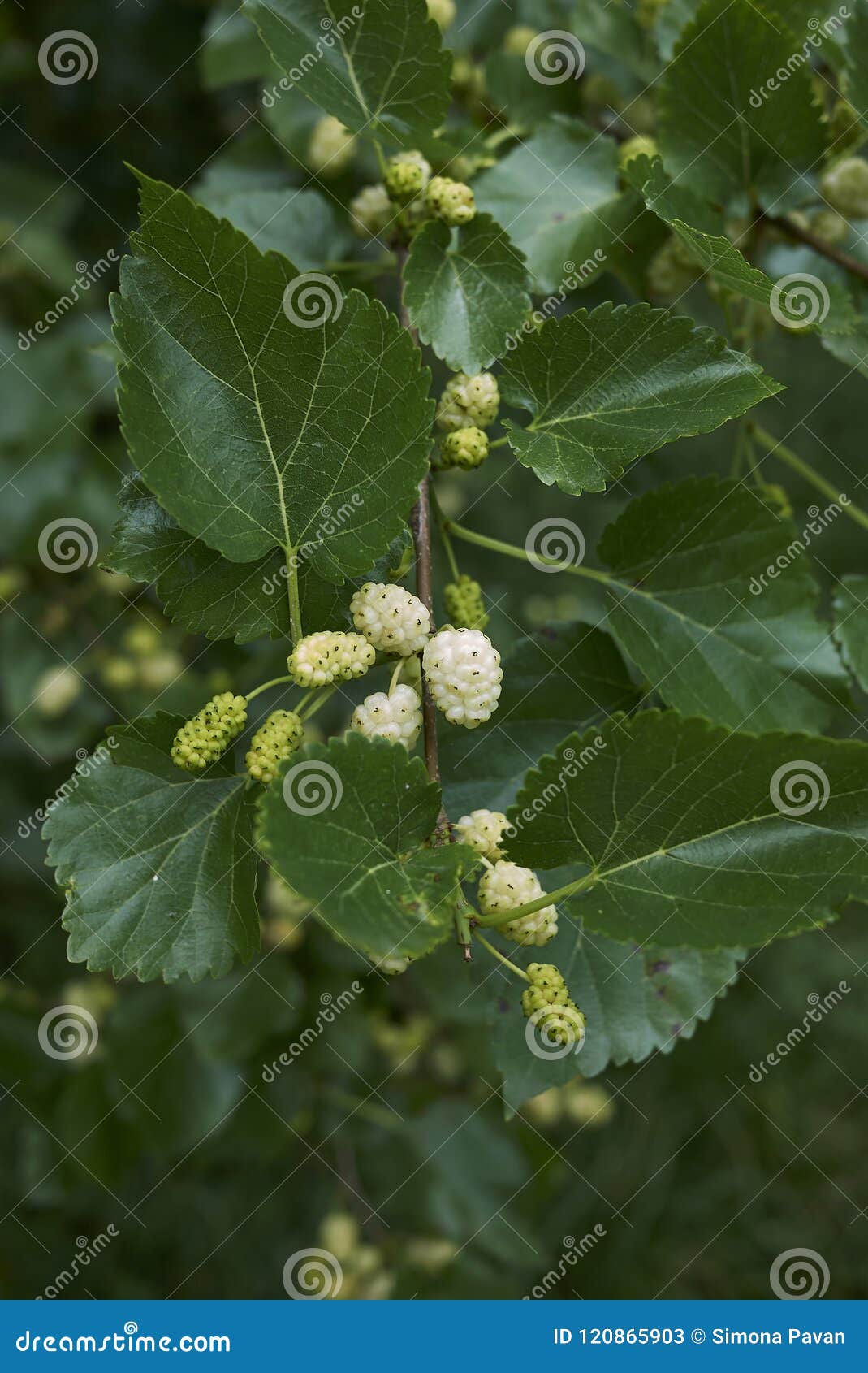 Rama Alba Del Morus Con Las Frutas Imagen de archivo - Imagen de ...