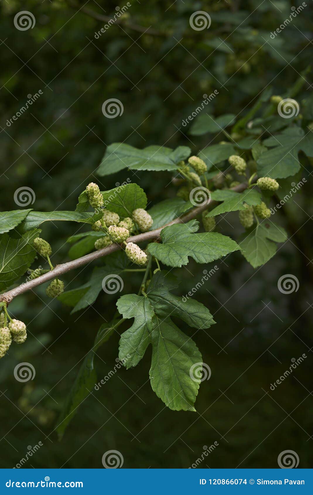 Rama Alba Del Morus Con Las Frutas Foto de archivo - Imagen de fruta ...