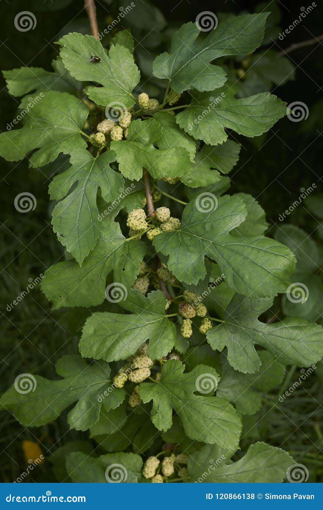 Rama Alba Del Morus Con Las Frutas Foto de archivo - Imagen de planta ...