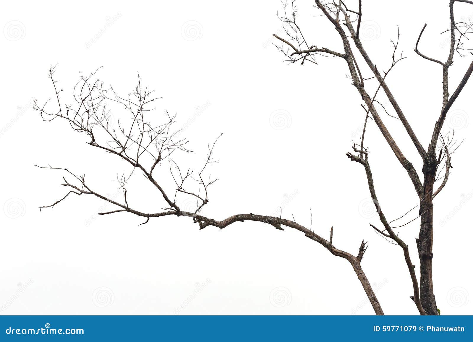 Rama De árbol Sin La Hoja Aislada En Blanco Imagen de archivo - Imagen ...