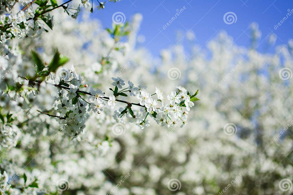 Rama de Cherry Blossom imagen de archivo. Imagen de espacio - 104284165